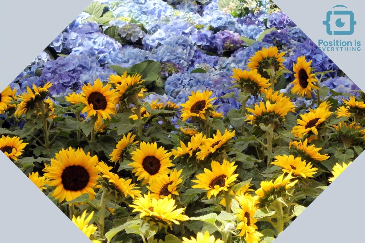 CSS Crop Image: Quick Guide To Scale and Cropping Images - Position Is ...